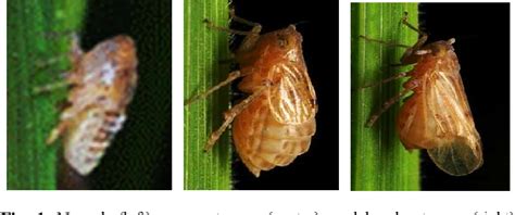 Figure 2 From Comparing Six Computer Vision Techniques For Rice Pest Recognition In The Field