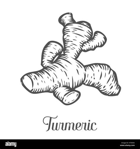 Turmeric Vector Plant Isolated On White Background The Concept Of