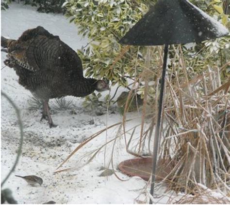 American Woodcock Feeding In The Snow Feederwatch