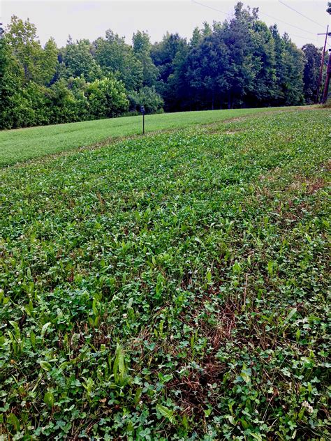 Picking The Best Food Plot For Deer In Fall And Winter Great Days Outdoors