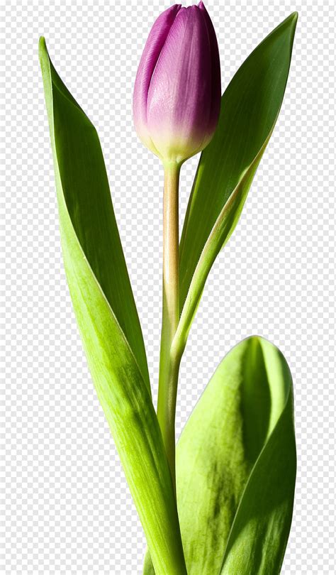 꽃 튤립 정원 식물 Png Pngwing