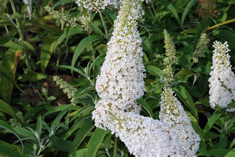 Buddleia Davidii White Profusion Dāvida Budleja Budlejas Dekoratīvo Stādu Iegāde No