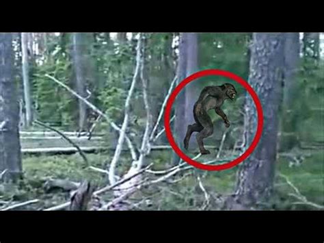 CÂMERA FILMA APARIÇÃO REAL DE LOBISOMEM EM UMA FLORESTA YouTube