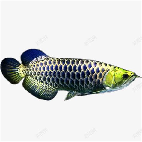 野生蓝底过背金龙鱼png图片免费下载 素材ogpqnyg 88ICON