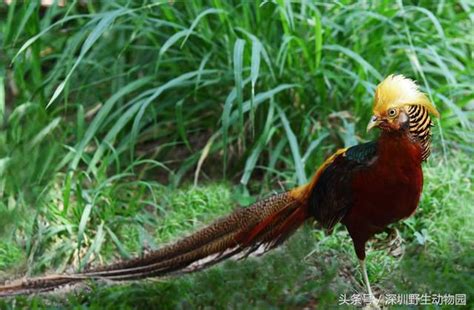 為什麼雄性動物比雌性動物漂釀？沒想到竟是這樣的 每日頭條