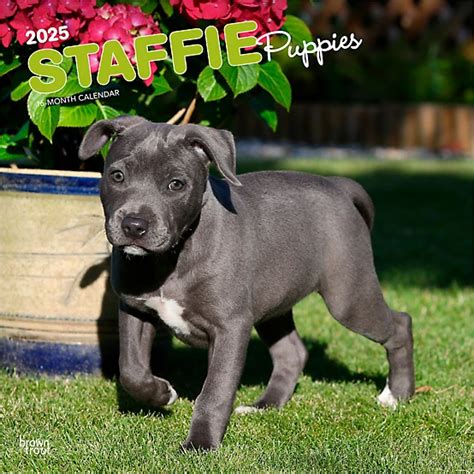 Browntrout Publishers Staffordshire Bull Terriers Puppies 2025 12 X 24