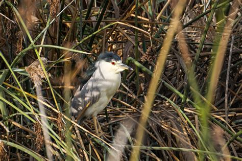 검은 왕관의 밤헤론nycticorax에 숨겨진 리드 서 니 베일 사우스 샌프란시스코 베이 지역 캘리포니아 가을에 대한 스톡 사진 및 기타 이미지 Istock