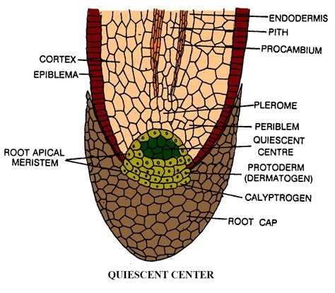 The Term Quiescent Center Or Zone Was Proposed By A Schmidt B
