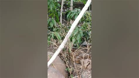 দুটি সাপ নিজেদের মধ্যে খেলা করছে। সাপের নাচ। সাপ খেলা Snake Snakegame