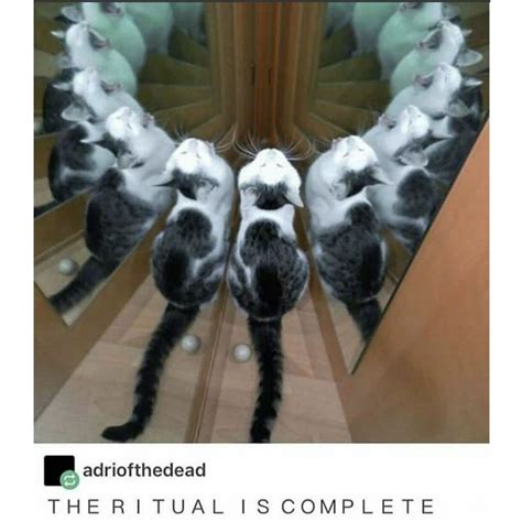 100 Funniest Cat Memes Ever