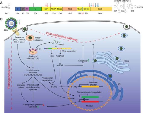 Zikv Genome Structure And Signaling Transductions Underlying Zikv