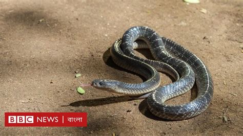 সাপ কালকেউটে বা কালনাগ দংশন করলে মানুষ বুঝতে পারে না কেন কী করে