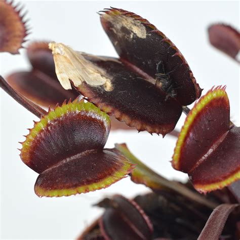 Dionaea Muscipula Golden Eclipse Small Diflora