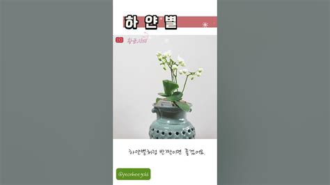 나의 이름은 하얀별이에요 별처럼 하얗게 피어나는 난초 소소한일상 화초키우기 식집사 난초 황금시대 캡컷 Youtube