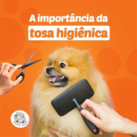 A Importância da tosa higiênica Veterinária Quatro Patas