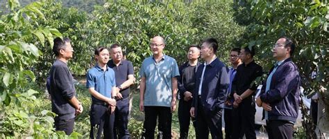 县政协副主席张晓明带队开展重点提案督办工作核桃产业销售