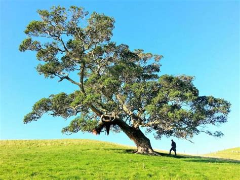 Why Is My Yew Tree Dying Expert Solutions For Hampshire Gardeners