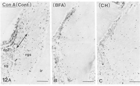 Figure 12 From Transient Accumulation Of Proteins At Interrod And Rod