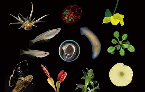 第37回自然科学研究機構シンポジウム 『生物界にも分子や数学によって生成される秘密のルールがあるのだろうか』