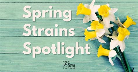 Spring Strains Spotlight Flora Farms Mo