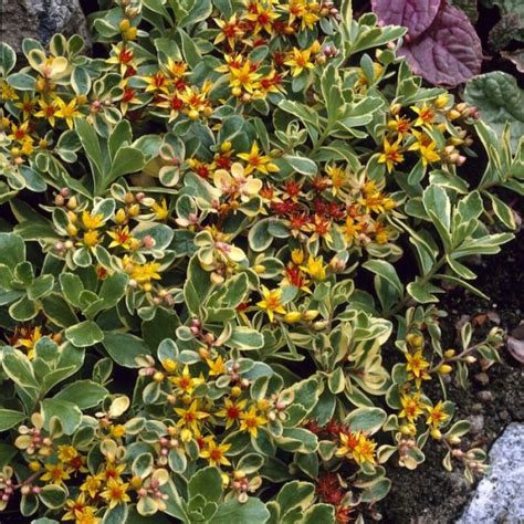 Sedum Kamtschaticum Variegatum Vetkruid Kopen Het Groene Paradijs