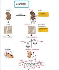 Nox Nrf Life Sciences X Mol