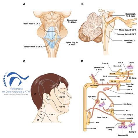 Nervio Trigémino Características y Tratamientos Clínica Dolor Orofacial