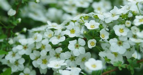 Красивые низкорослые цветы для клумбы: 24 вида, которые будут цвести ...