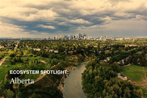 Ecosystem Spotlight Alberta Tech Is Striking Gold BetaKit