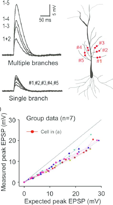 Spatial Summation On Multiple Dendritic Branches Oriented In Different Download Scientific