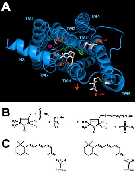 Structures Of Rhodopsin Spin Label And Chromophores A Structure Of