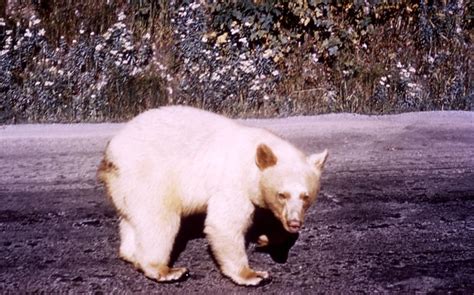 Orso Grizzly Albino