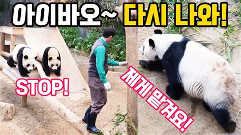 아이바오~ 다시 나와 송바오님은 퇴근한 아여사를 다시 부르시는데😮루이와 후이는 저에게 맡겨요🧸에버랜드 판다월드 바오 가족