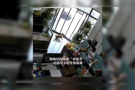 狗狗的几声狂吠引起了主人的注意，接下来的画面