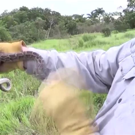 Video Jon Steinberg On Linkedin Did You Know Hunting Pythons Can Be Used To Combat Post