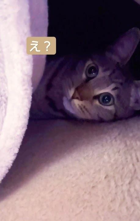 ね～こはこたつでまるくなるー 保護猫shortsねこ Youtube