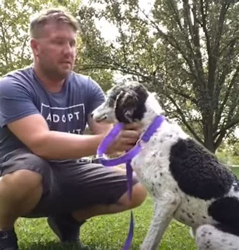 Heartwarming Reactions Of Shelter Dogs To Being Adopted Dog Dispatch