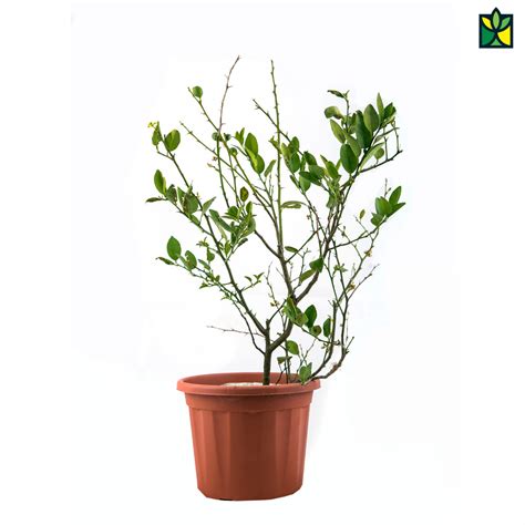 Nimboo Lemon Grafted Order Online
