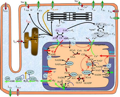 General Scheme Of The Excitationcontraction Coupling Mitochondrial Download Scientific Diagram