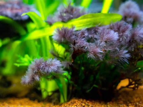 Eliminar El Alga Pincel De Tu Acuario Blog Aquascaping Na