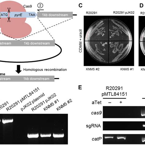 C Difficile Crispr Cas9 Plasmid Map The Pmtl84151 Backbone Depicted