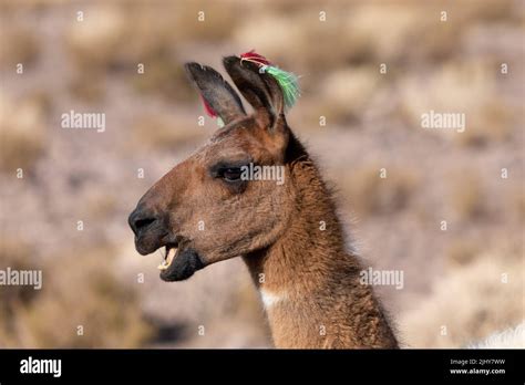A Domestic Llama With Tassels In Its Ears In The Atacama Desert Near