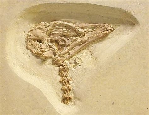 Where Do Parrots Live In The Wild Psittacology