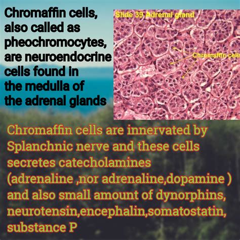 Chromaffin Cells