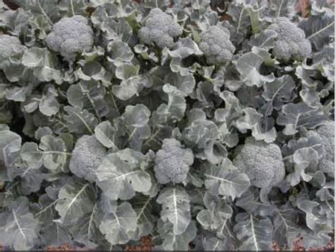 Pdf Nitrogen Fertigation Frequency For Dokumentips