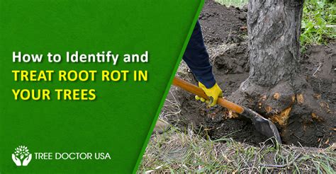 Identify And Treat Root Rot In Your Trees Comprehensive Guide