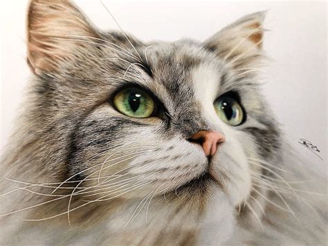 音海 はる on Twitter Cat colors Cat art Animals