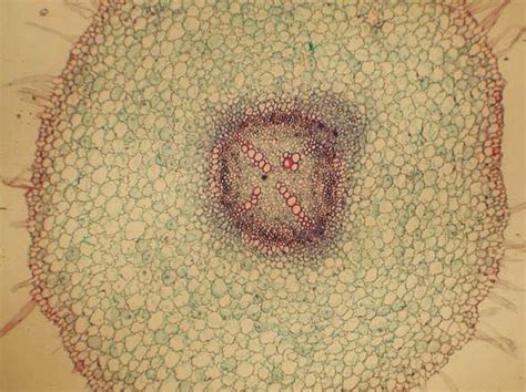 Basic Plant Anatomy Slide Set Of 20 Edulab