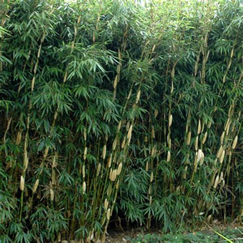 Fargesia Robusta Pingwu