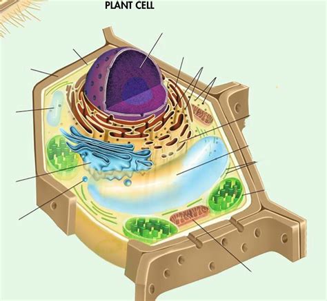Plant Cell Organelles Diagram Quizlet